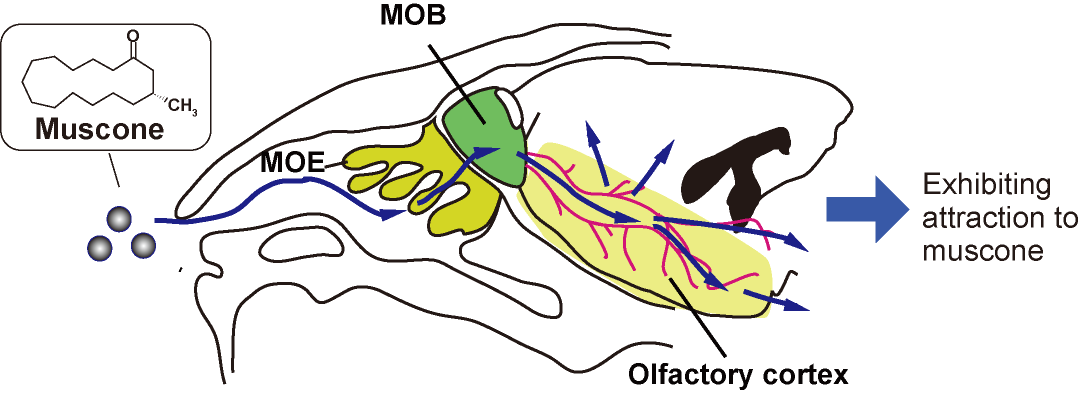 Muscone, an odorant substancefrom musk deer, attracts male mice. We ...