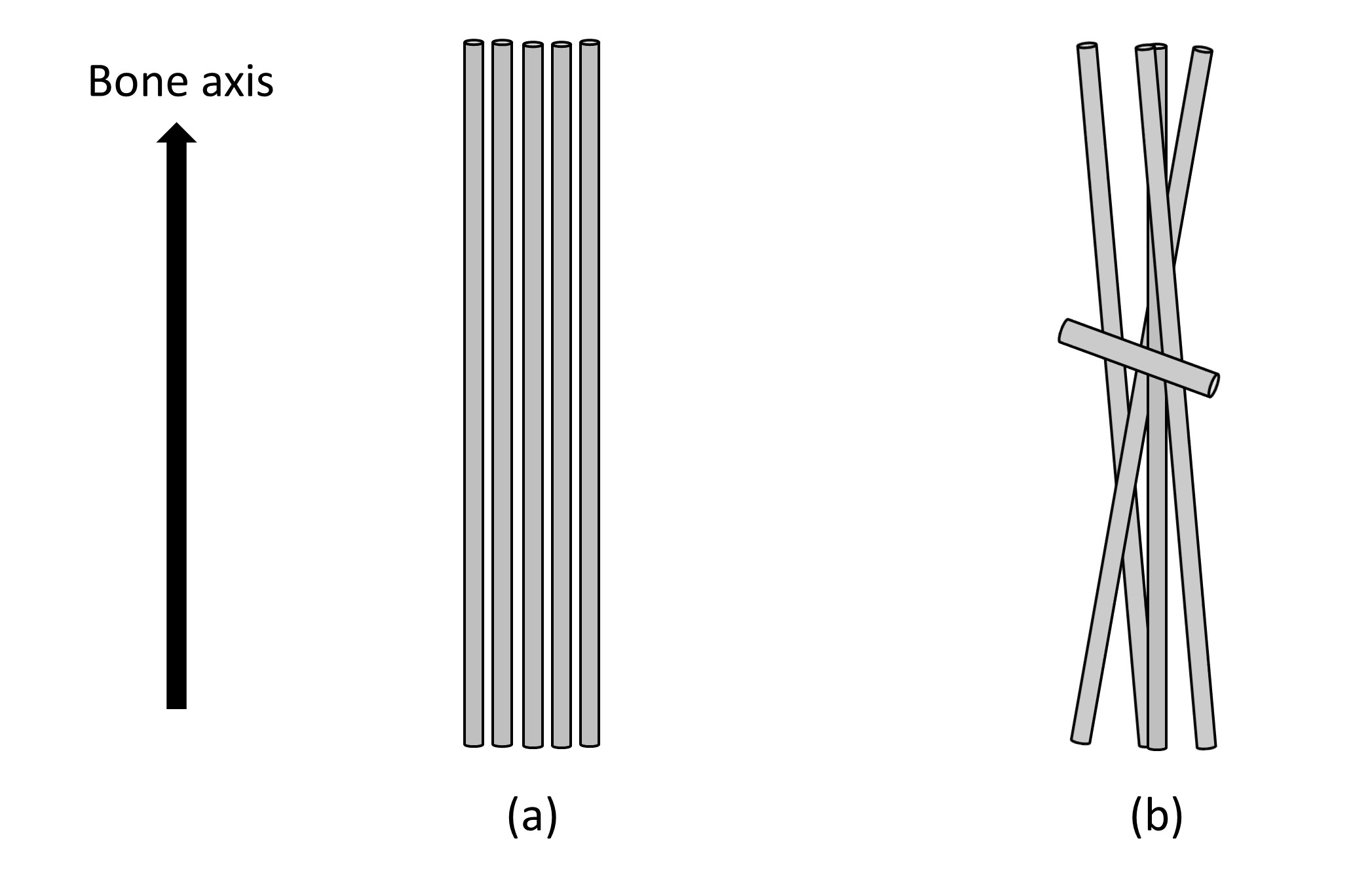 Figure 3Schematic drawing of collagenfiber orientation in the femur ...