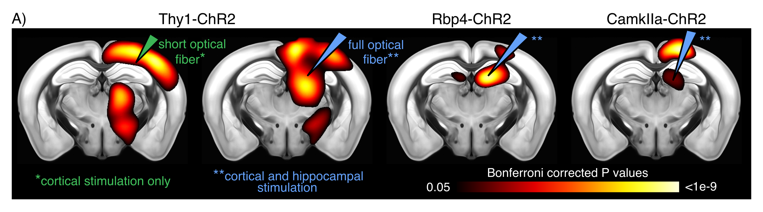 By combining mouse fMRI and high-powered tapered fiber optogenetics, we ...