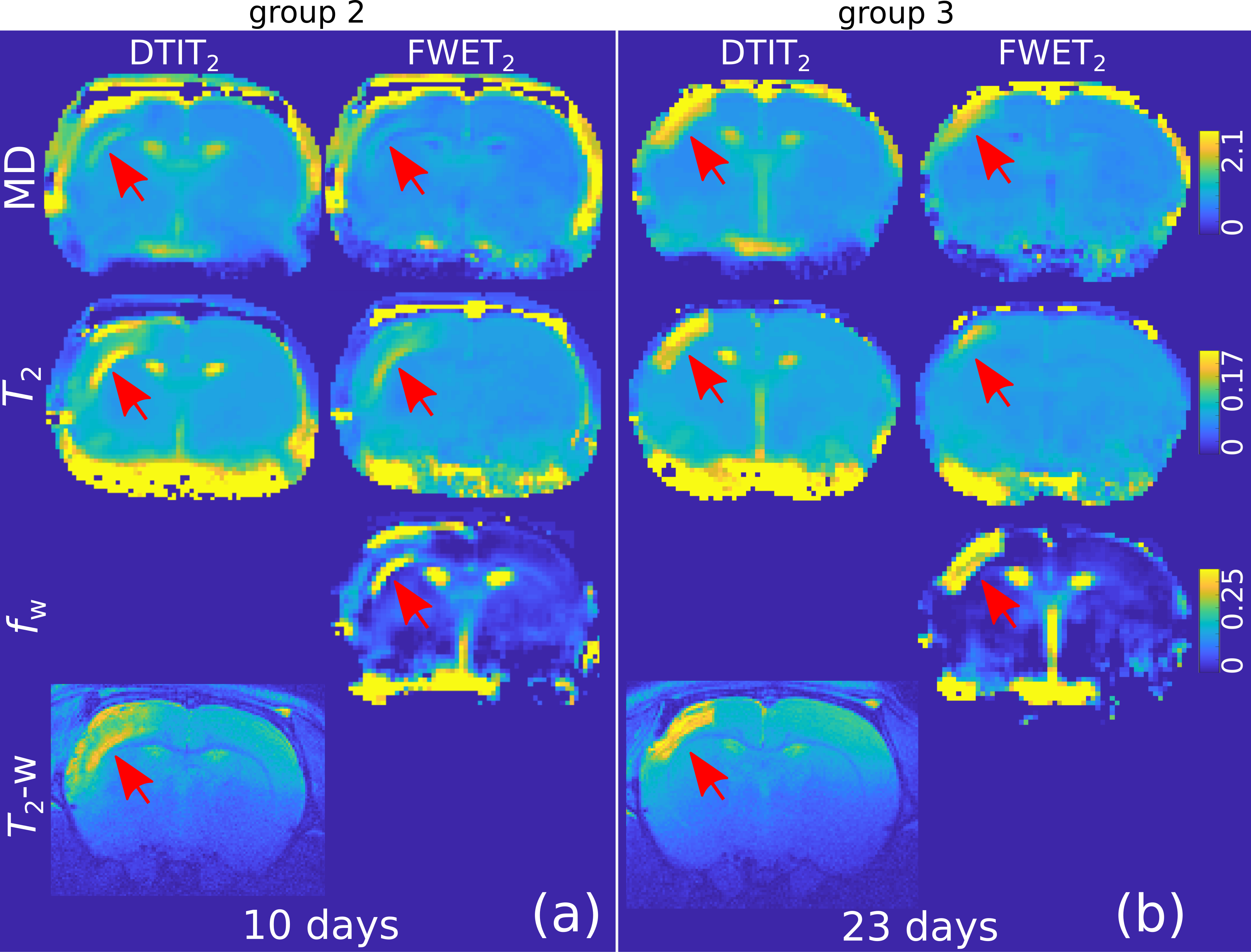 Spatiotemporal evolution of ischemic lesions in stroke animal models ...