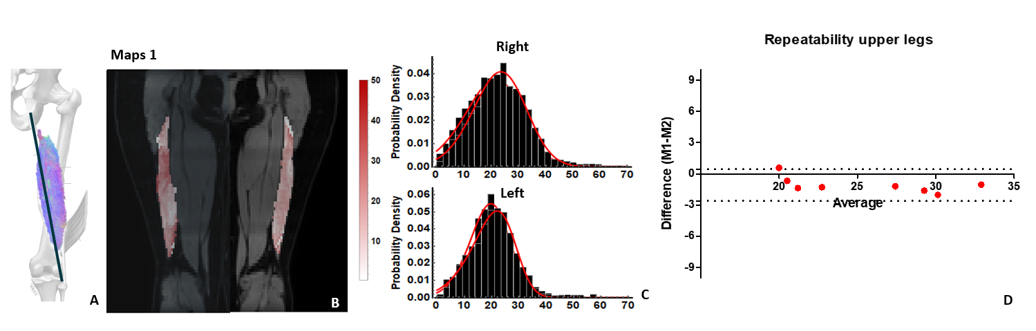 A method for quantification of changes in leg muscle fiber orientations
