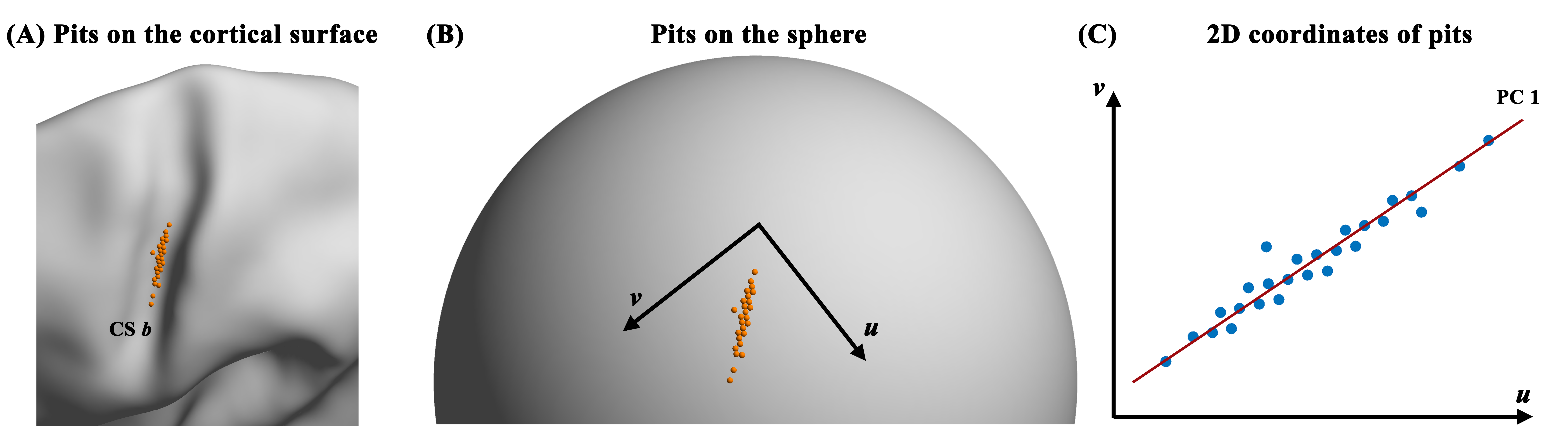 Spatiotemporal patterns of sulcal pits in the fetal brain