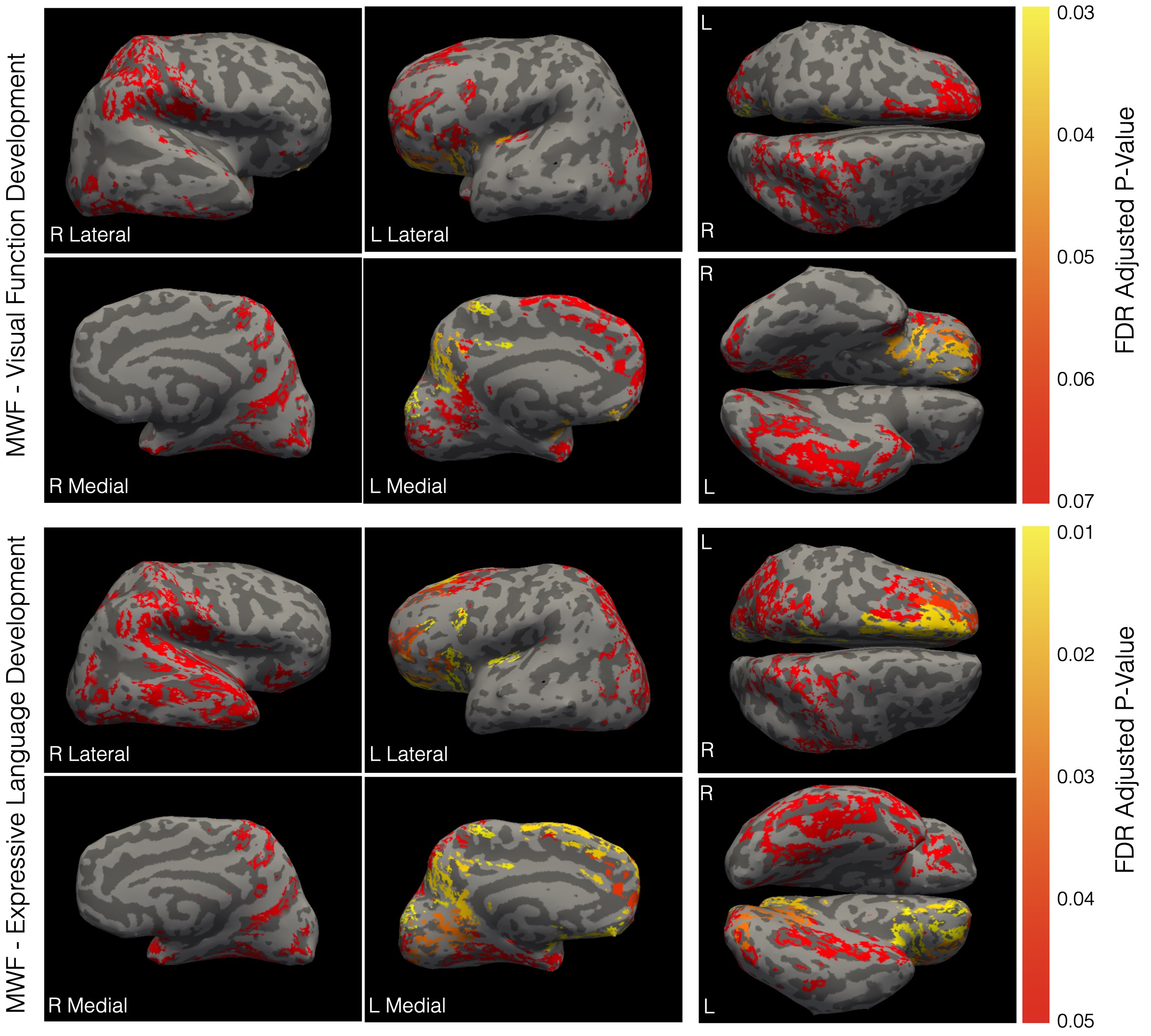 Two critical processes of neurodevelopment are the maturation of the ...